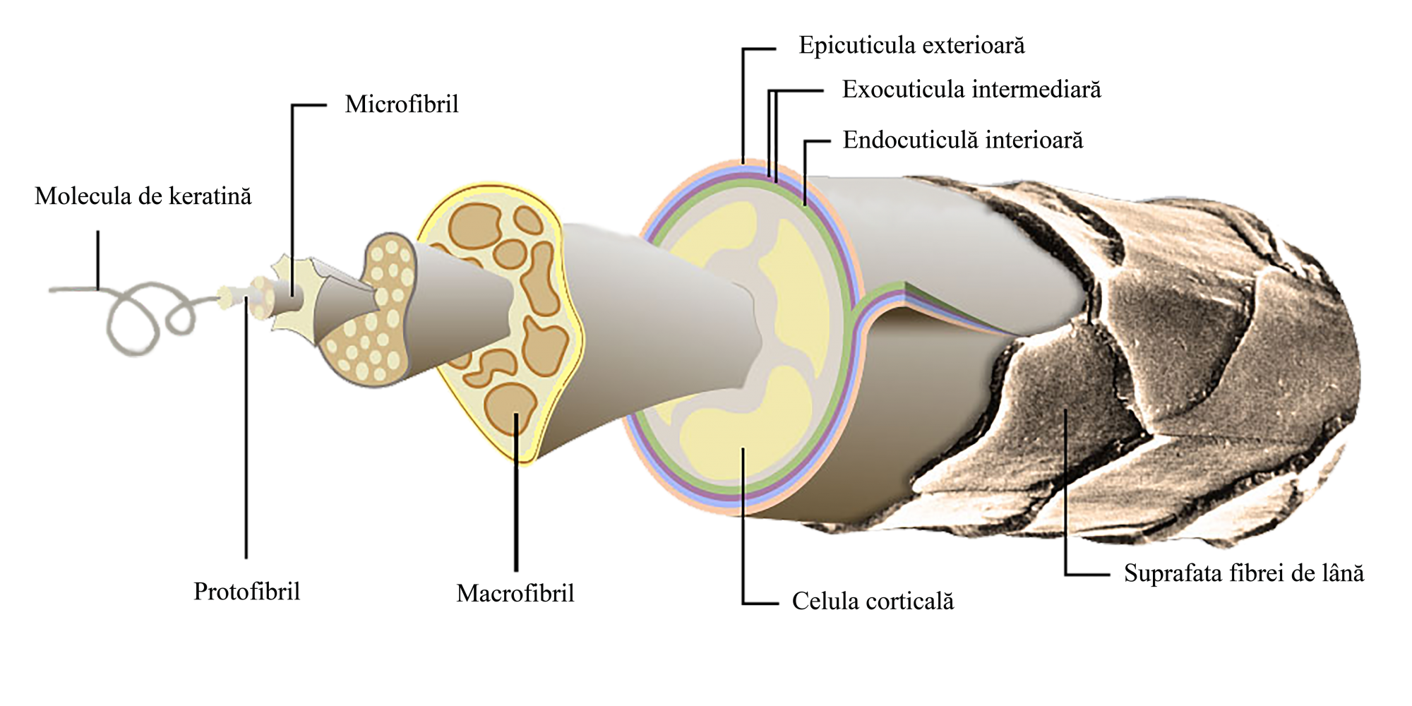 Termoizolație din lână de oaie